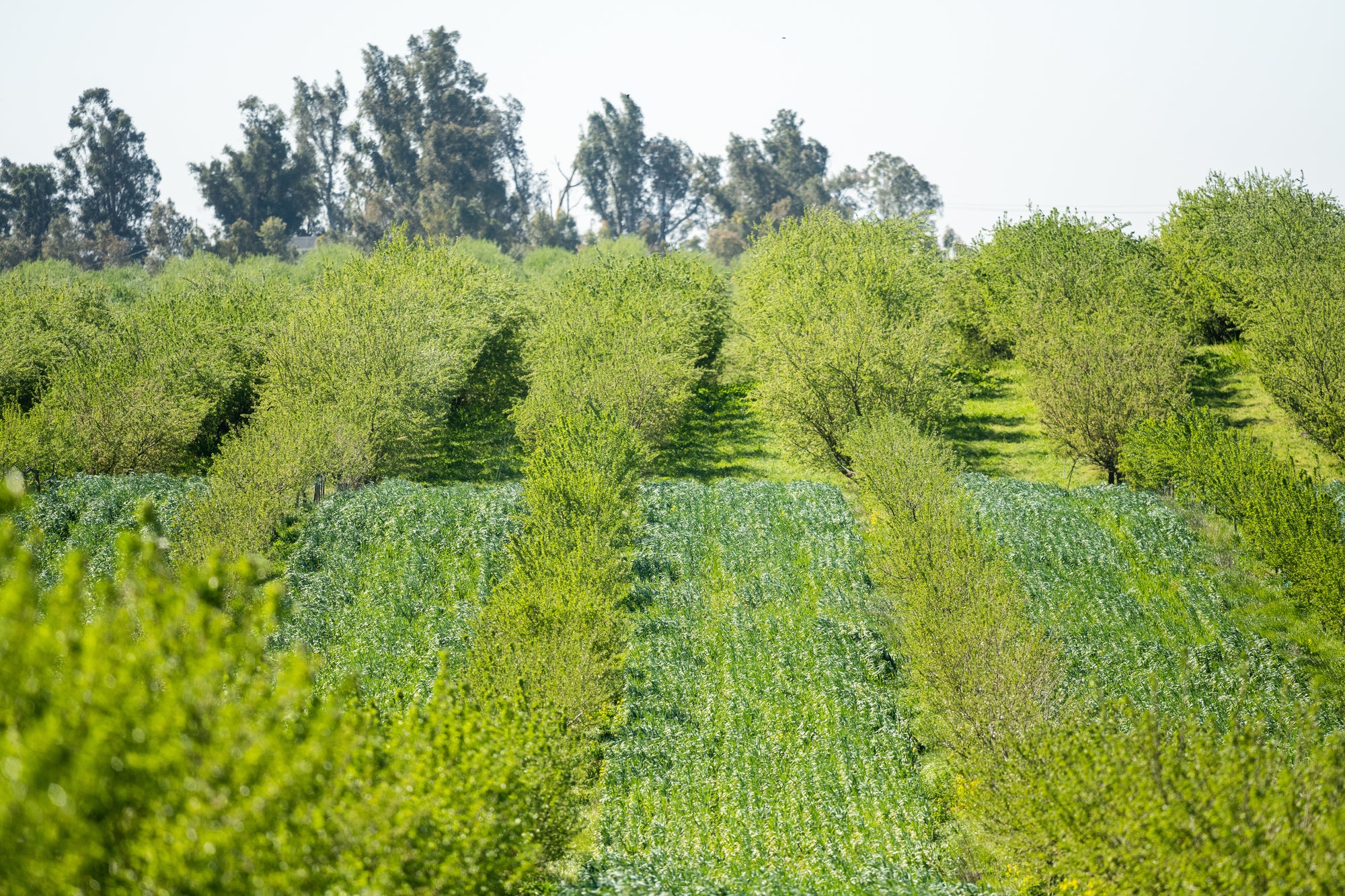 Regenerative Almond Field Day – Burroughs Family Farms