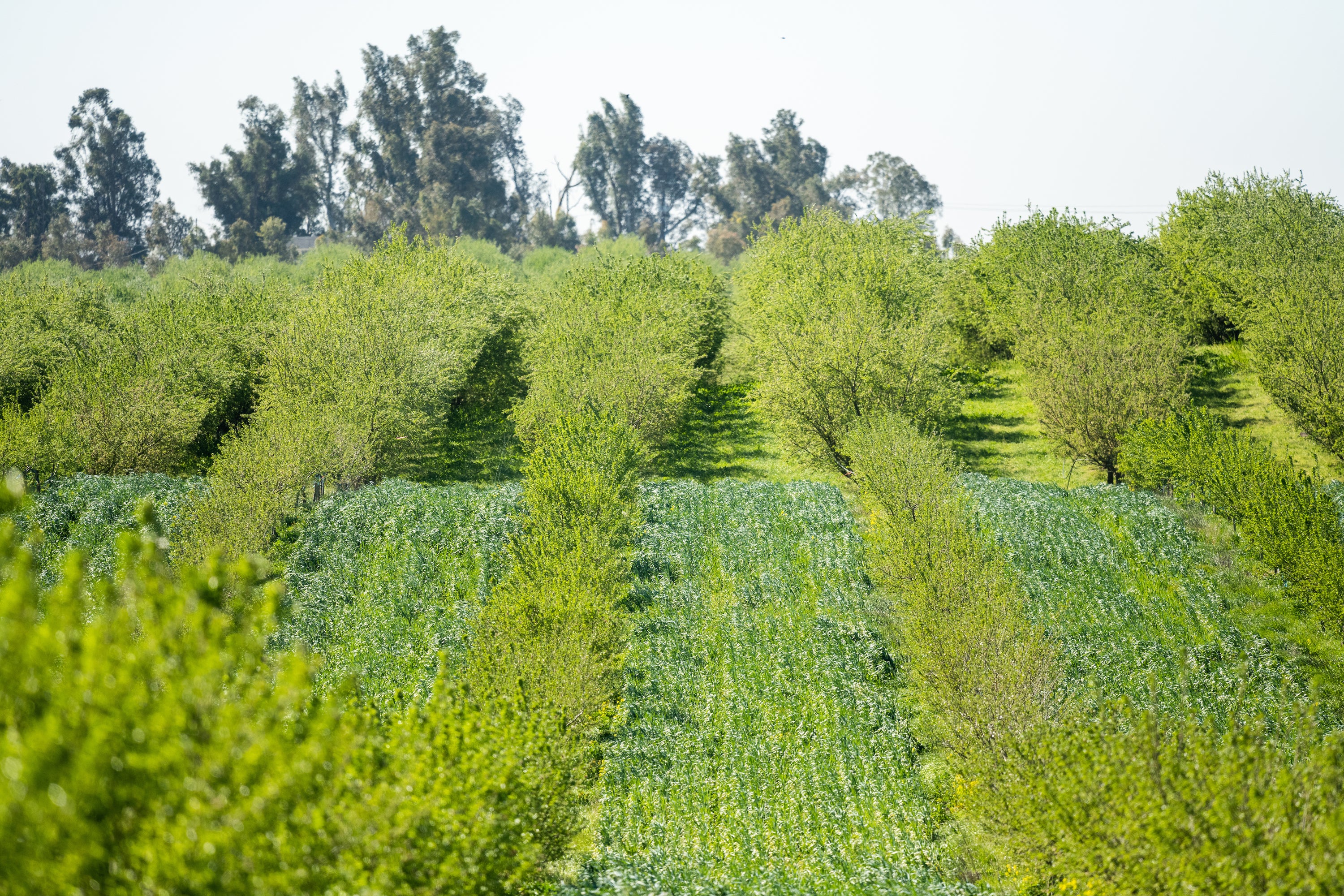 Regenerative Almond Field Day – Burroughs Family Farms