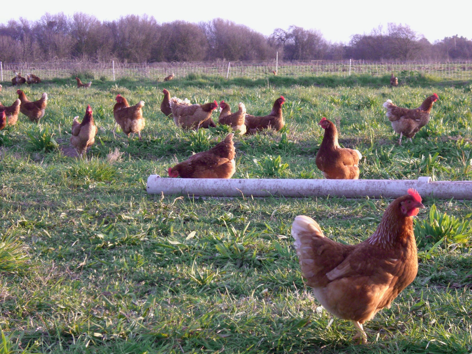 Organic Pastured Eggs "PICK UP ONLY" – Burroughs Family Farms