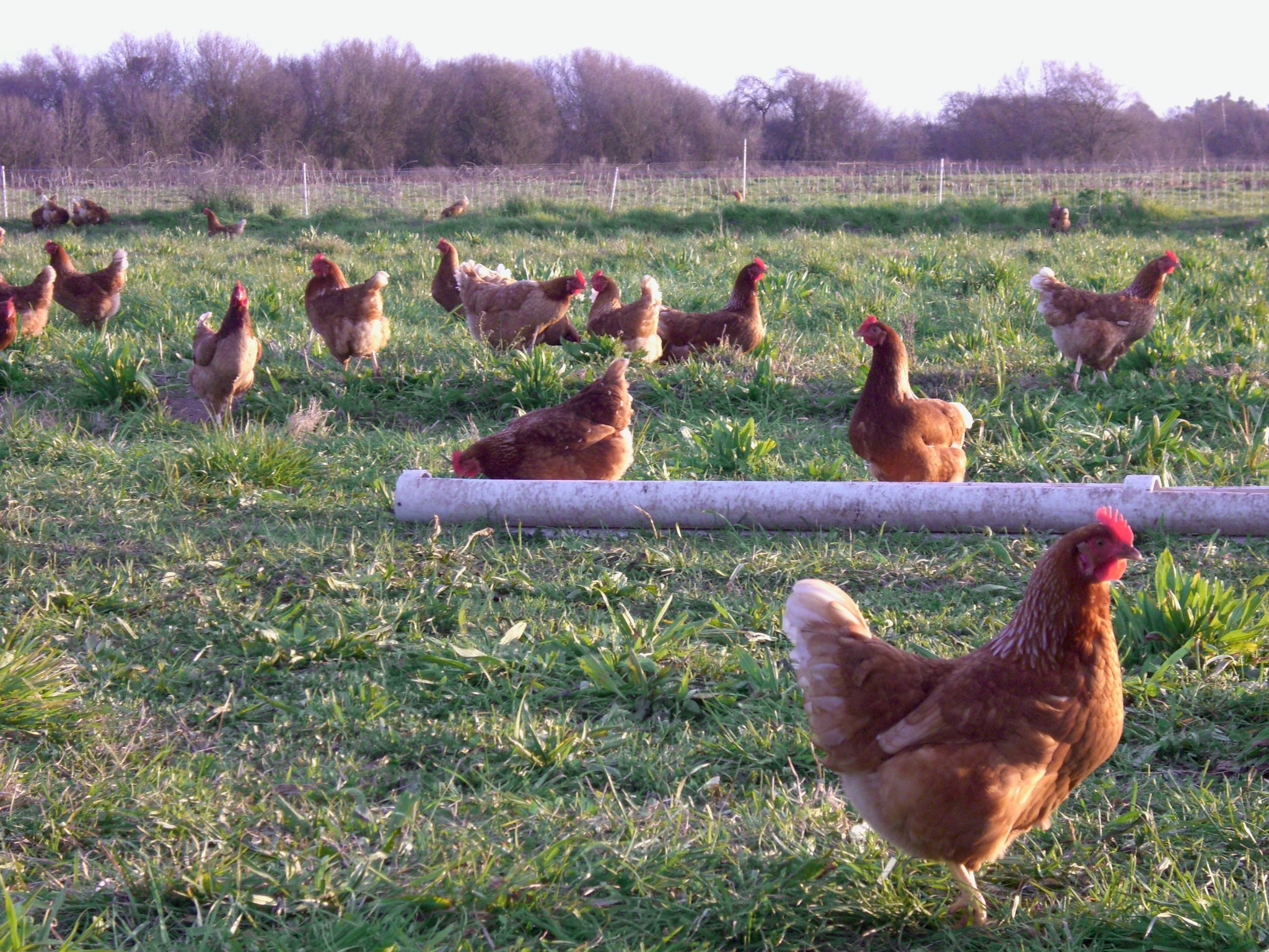 Organic Pastured Eggs "PICK UP ONLY" – Burroughs Family Farms