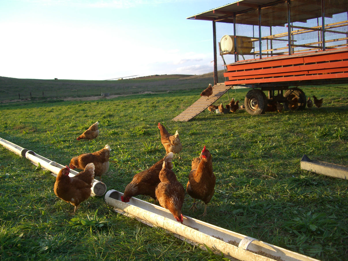 Organic Pastured Eggs "PICK UP ONLY" – Burroughs Family Farms